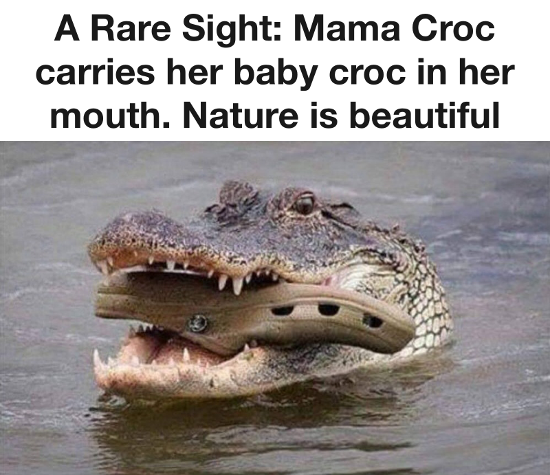 croc meme - Chameleon Memes