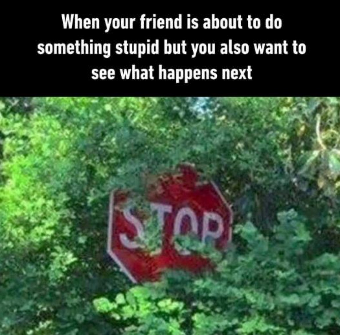 stop sign memes - Chameleon Memes