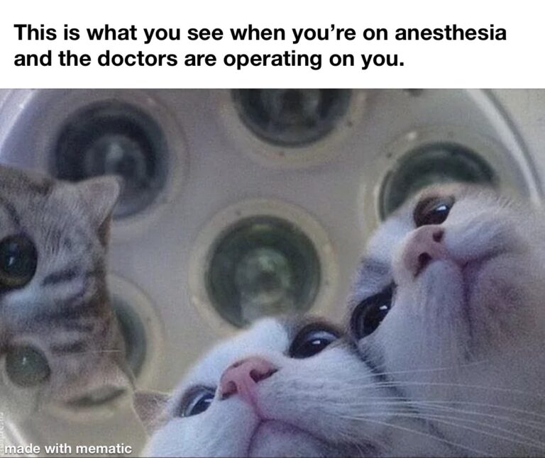 anaesthesia memes - Chameleon Memes