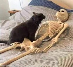 20 Good Cat Memes for a Dose of Feline Fun - Animals