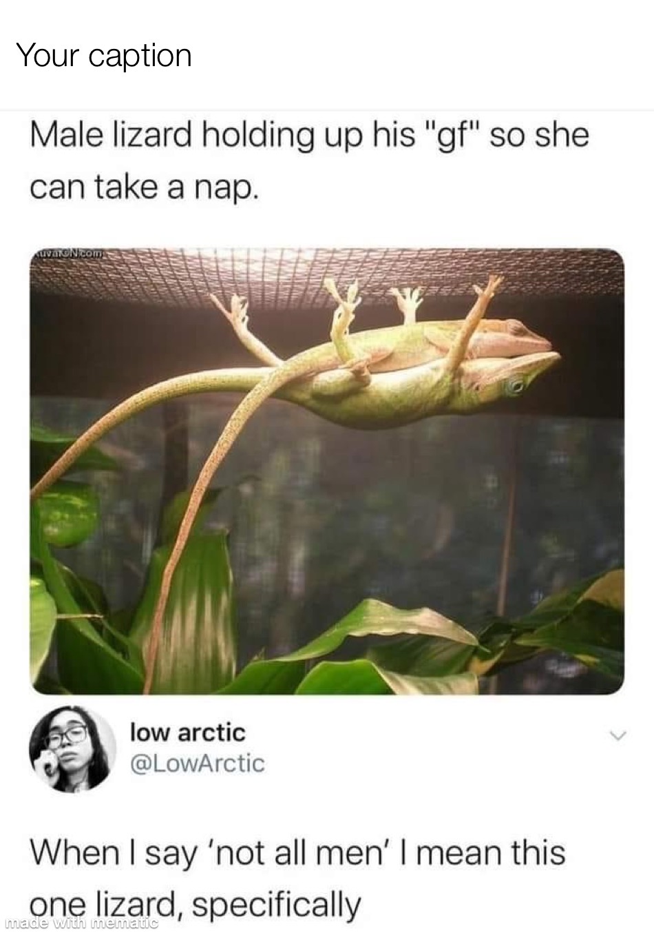 lizard meme - Chameleon Memes