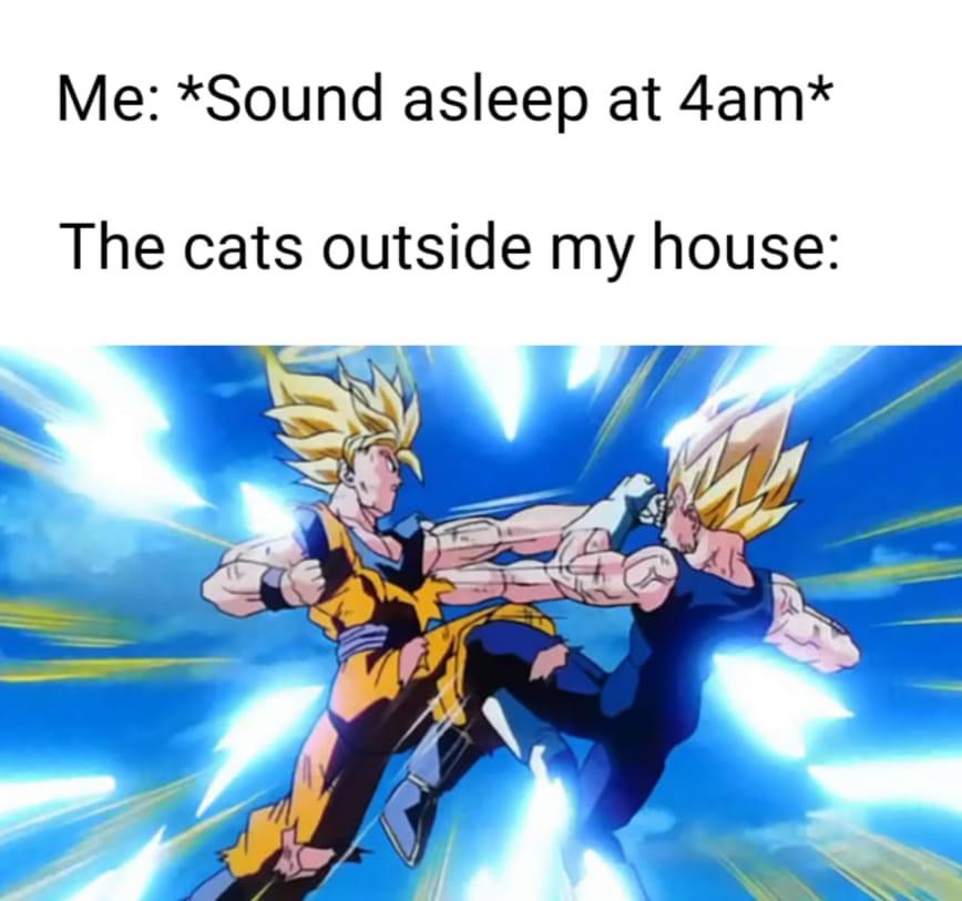 cats fighting meme - Chameleon Memes