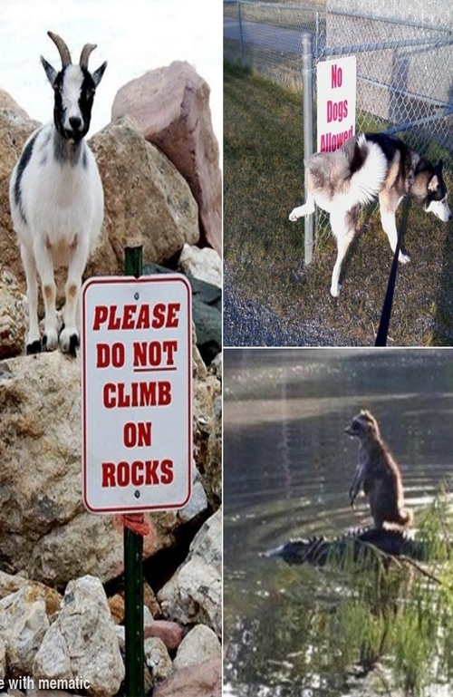 30 Hilarious Memes Of Animals Being Badass - Animals