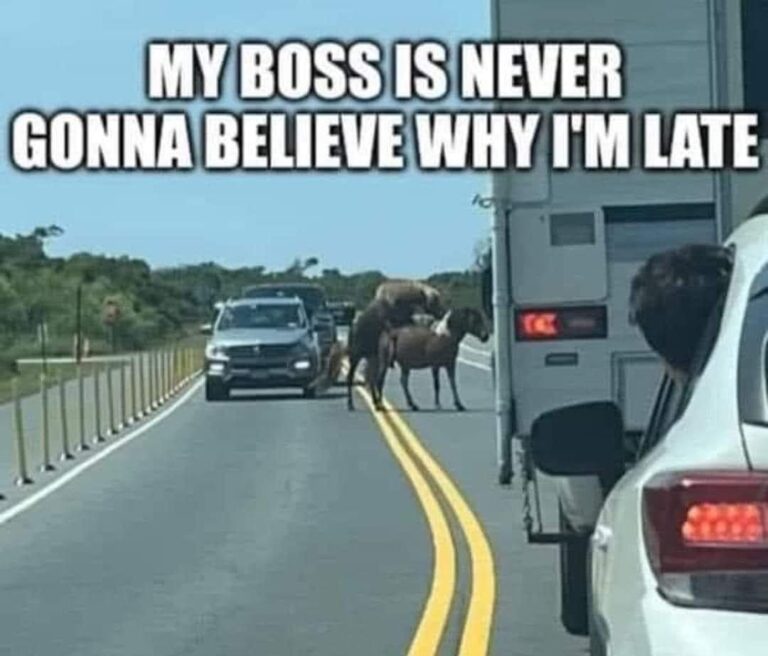 50 Boss Memes: The Funniest Way To Procrastinate At Work