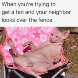 15 Sunbathing Memes That Will Make You Want To Soak Up the Sun - Funny