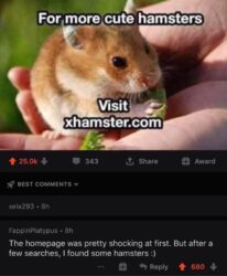 25 Hamster Memes That Will Make You Laugh Until Your Cheeks Hurt - Animals