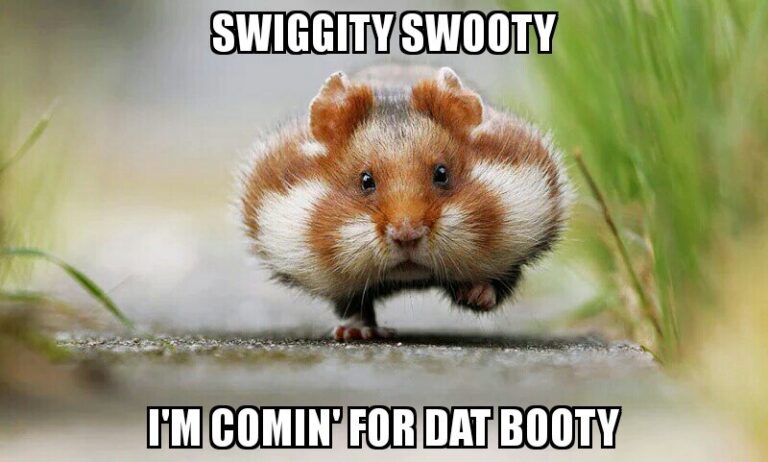 25 Hamster Memes That Will Make You Laugh Until Your Cheeks Hurt - Animals