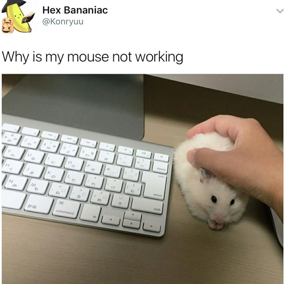 25 Hamster Memes That Will Make You Laugh Until Your Cheeks Hurt - Animals