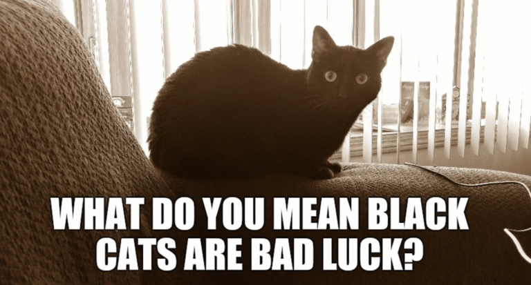 40 Black Cat Memes That Exorcise Bad Luck and Summon Endless Laughter ...