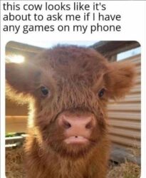 20 Funny Cow Memes That Will Moooove You to Laughter - Animals