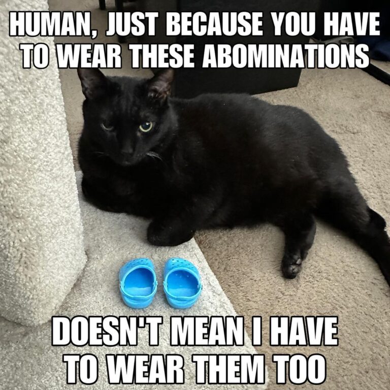 40 Black Cat Memes That Exorcise Bad Luck and Summon Endless Laughter ...