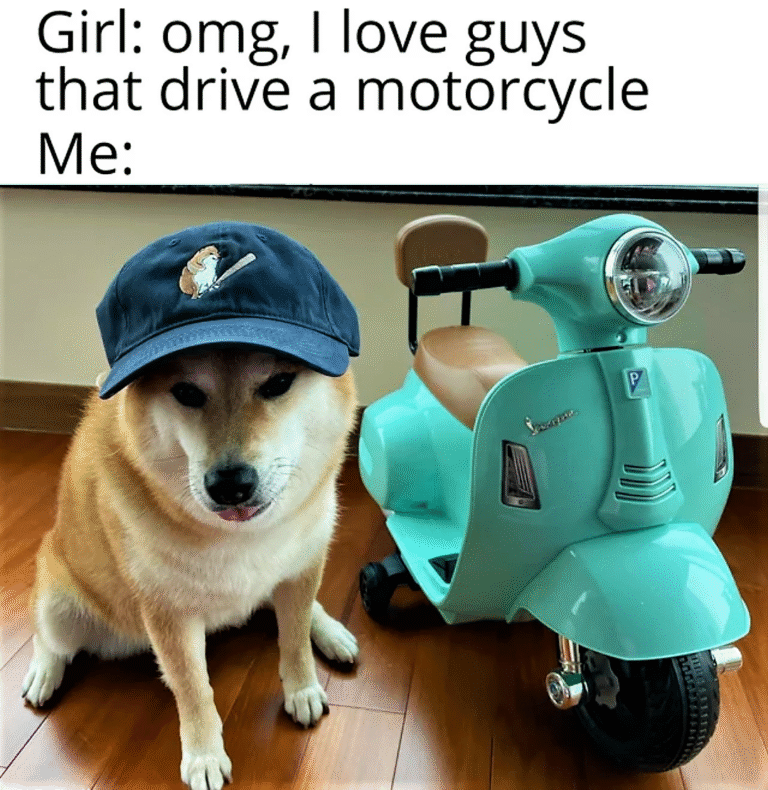 Cheems Memes - Chameleon Memes