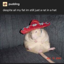 27 Rat Memes That Will Make You Laugh at Their Epic Rat-ventures - Animals