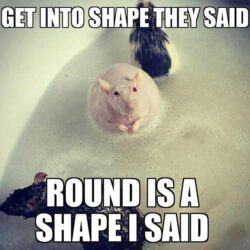 27 Rat Memes That Will Make You Laugh at Their Epic Rat-ventures - Animals