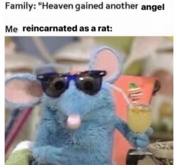 27 Rat Memes That Will Make You Laugh at Their Epic Rat-ventures - Animals