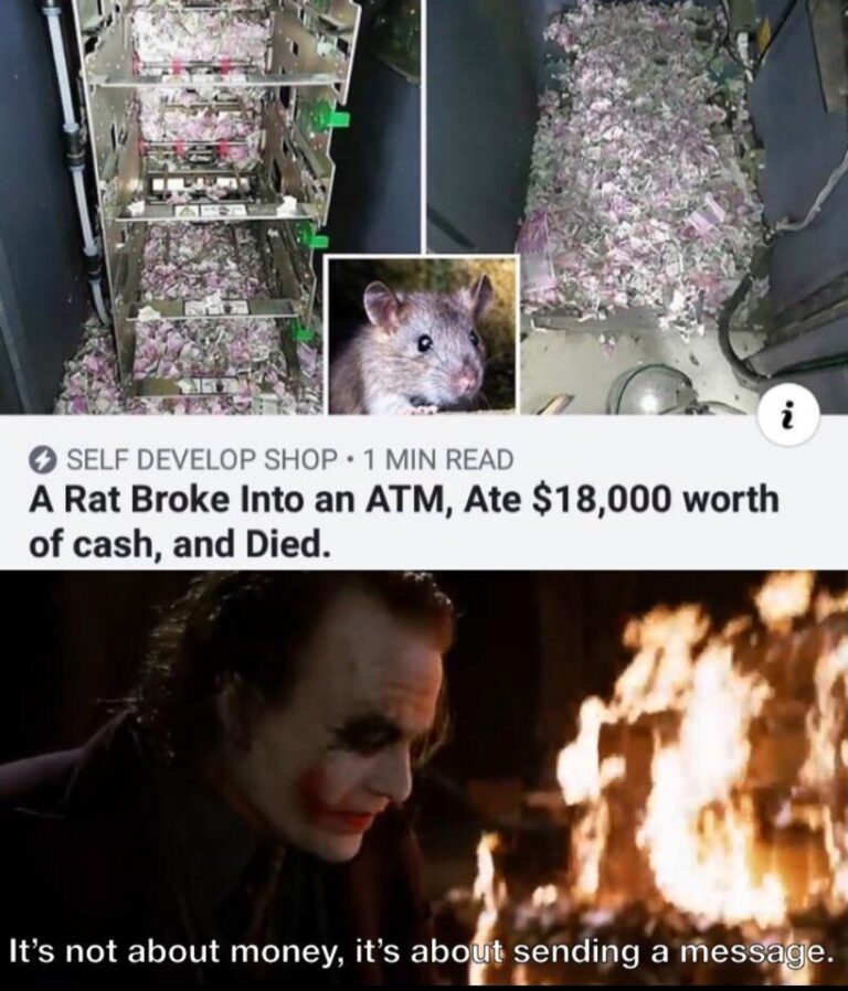 27 Rat Memes That Will Make You Laugh at Their Epic Rat-ventures - Animals