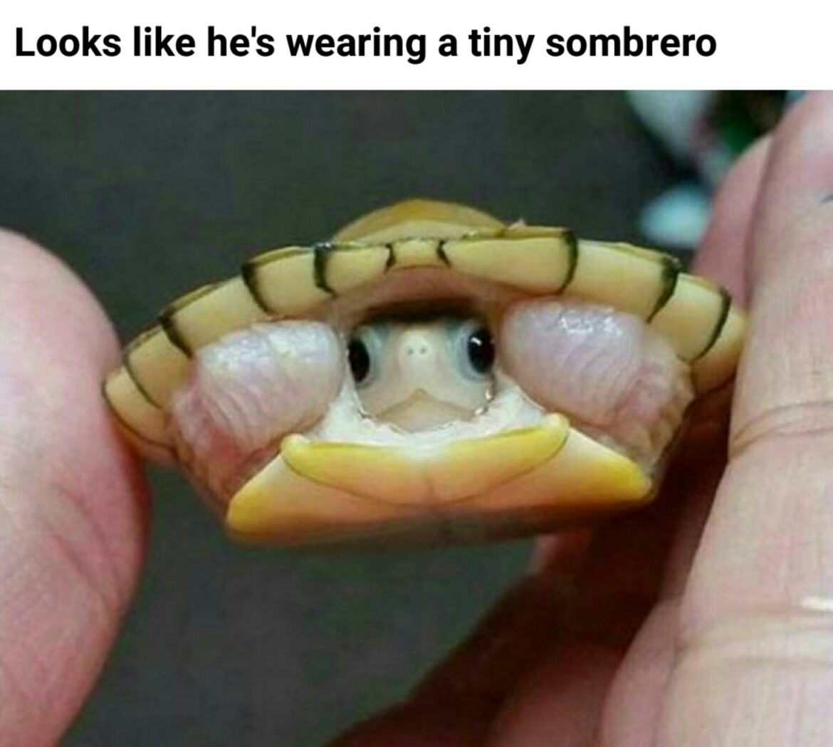 34 Turtle Memes to Shell-ter You from Boredom on World Turtle Day - Animals