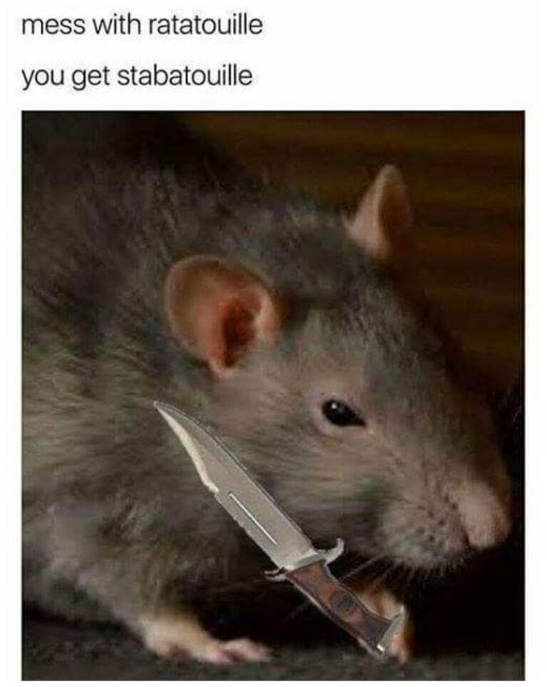 27 Rat Memes That Will Make You Laugh at Their Epic Rat-ventures - Animals