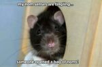 27 Rat Memes That Will Make You Laugh at Their Epic Rat-ventures - Animals