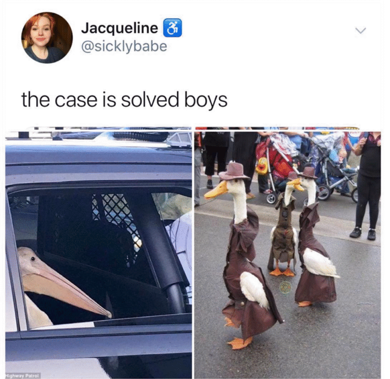 25 Duck Memes That Are Flocking Hilarious - Animals