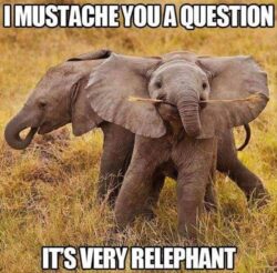 24 Elephant Memes for a Mammoth Laugh on World Elephant Day - Animals