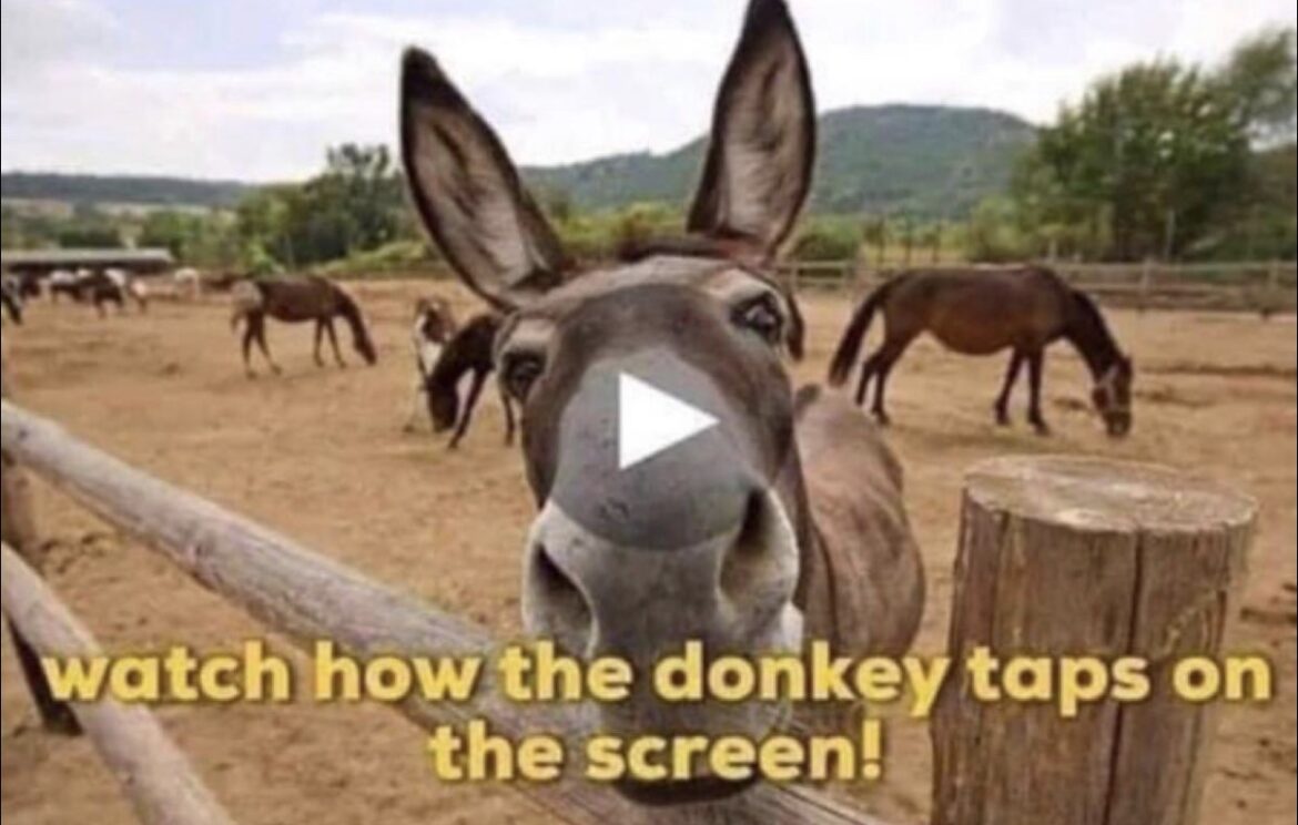 40 Donkey Memes So Funny, You Won’t Stop Laughing! - Animals
