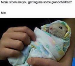 27 Rat Memes That Will Make You Laugh at Their Epic Rat-ventures - Animals