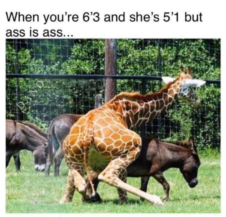 40 Donkey Memes So Funny, You Won’t Stop Laughing! - Animals