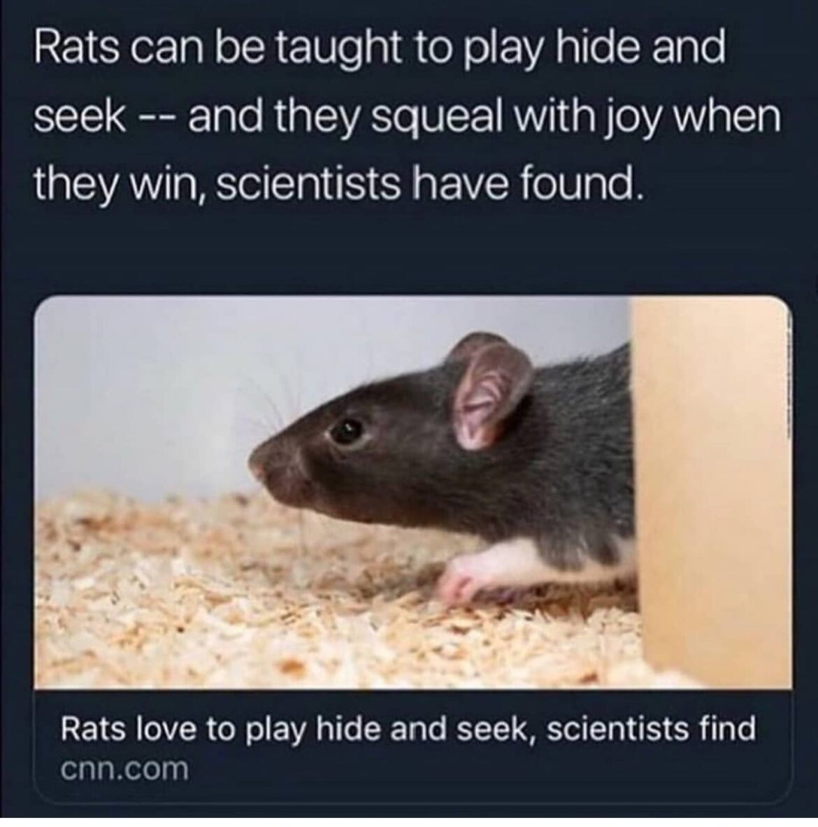 27 Rat Memes That Will Make You Laugh at Their Epic Rat-ventures - Animals