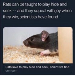 27 Rat Memes That Will Make You Laugh at Their Epic Rat-ventures - Animals