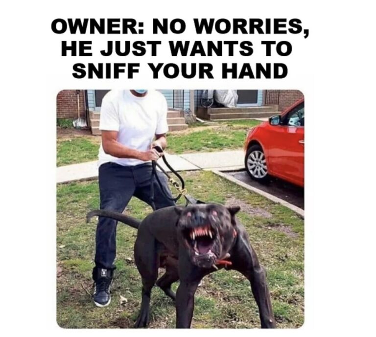 25 Dog Funny Memes for a Paw-some Time - Animals