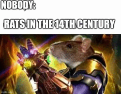 27 Rat Memes That Will Make You Laugh at Their Epic Rat-ventures - Animals