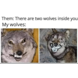15 Wolf Memes That Will Make You Howl with Laughter - Funny