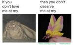 15 Moth Memes That Will Light Up Your Day - Funny