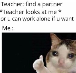 15 Sad Cat Memes That Will Melt Your Heart - Animals