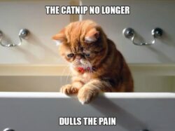 15 Sad Cat Memes That Will Melt Your Heart - Animals