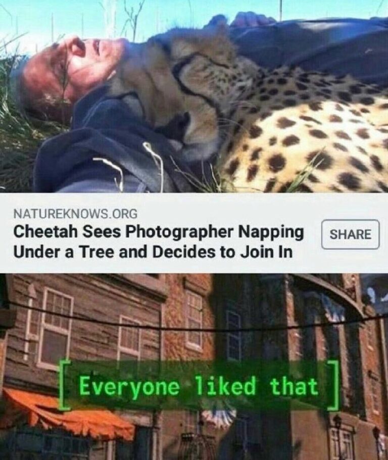 20 Cheetah Memes That Pounce on Humor!