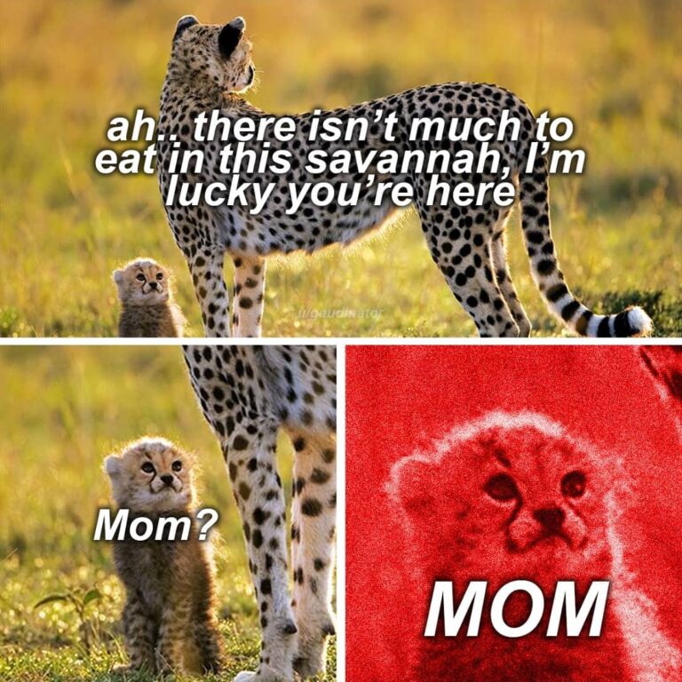 20 Cheetah Memes That Pounce on Humor!