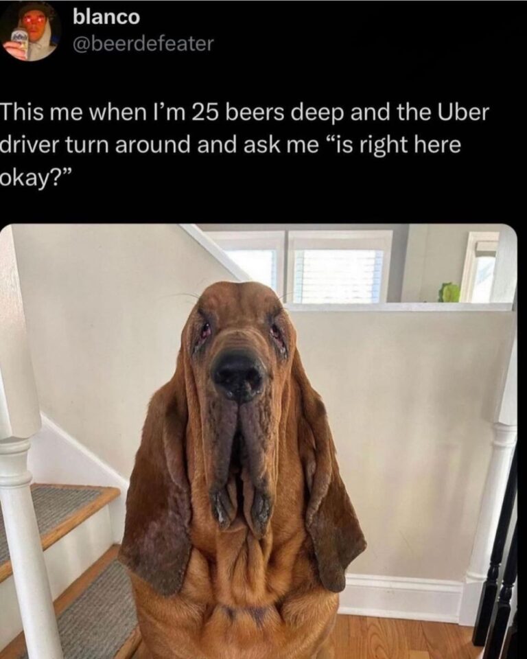 35 Funny Dark Humor Memes for Those with a Wicked Sense of Humor - Funny