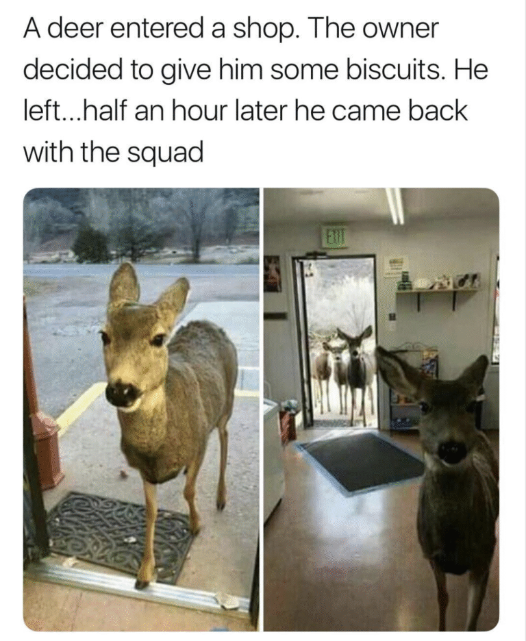 24 Deer Memes That'll Catch You Like Deer in the Headlights - Animals