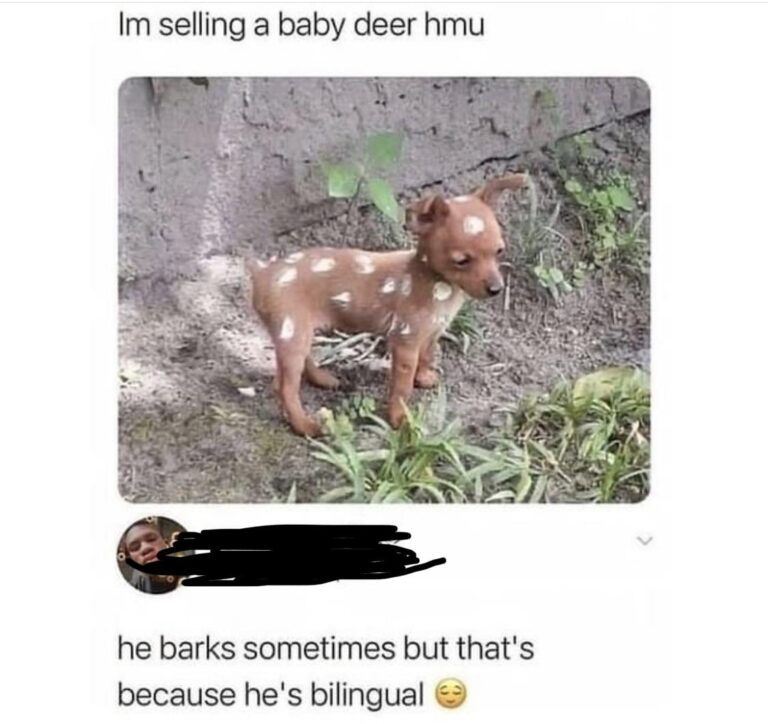 24 Deer Memes That'll Catch You Like Deer in the Headlights - Animals