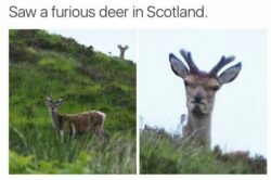 24 Deer Memes That'll Catch You Like Deer in the Headlights - Animals
