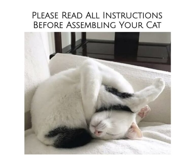 20 Cat Memes That Are Just Good Vibes Only - Funny