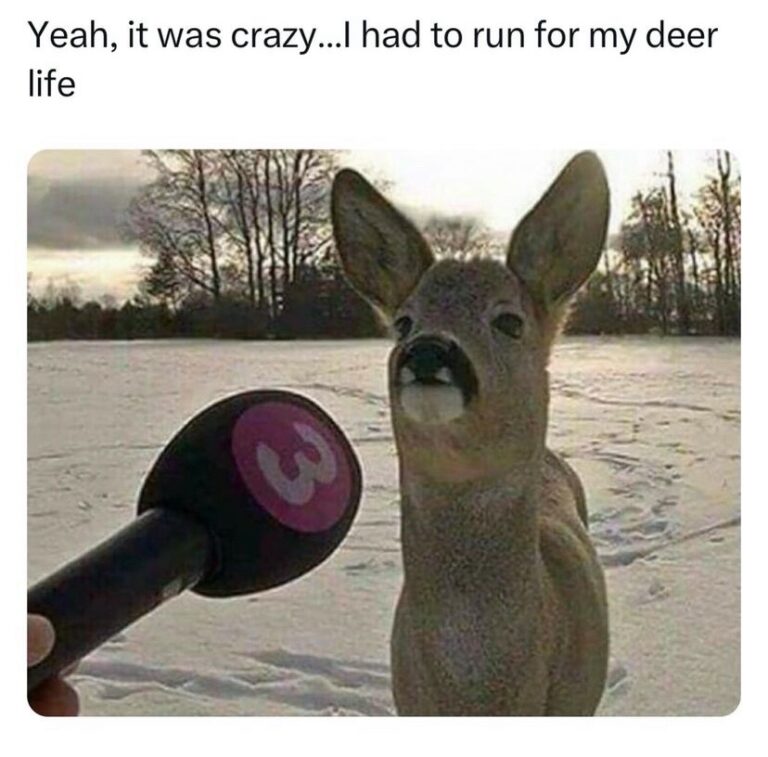 24 Deer Memes That'll Catch You Like Deer in the Headlights - Animals
