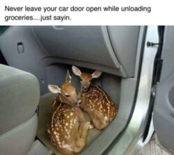 24 Deer Memes That'll Catch You Like Deer in the Headlights - Animals