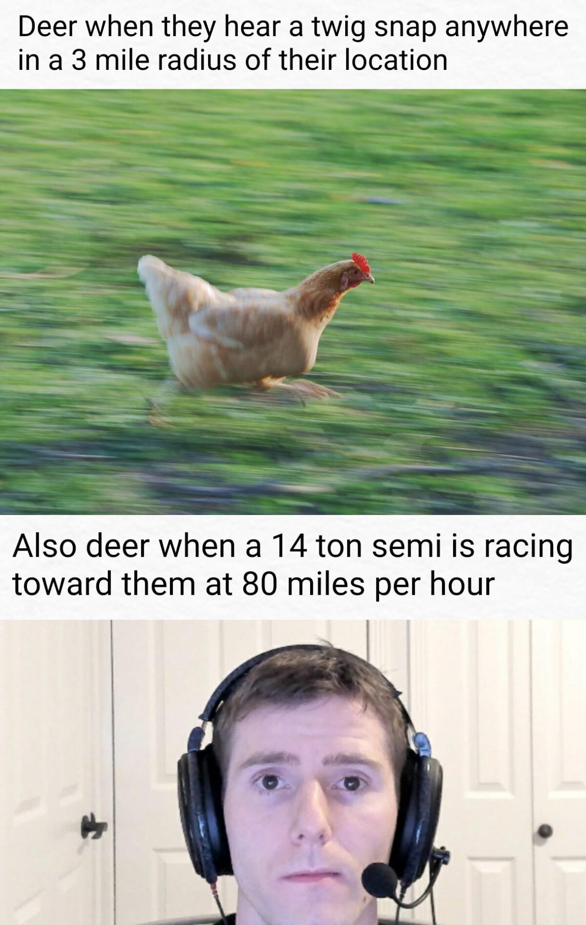 24 Deer Memes That'll Catch You Like Deer in the Headlights - Animals