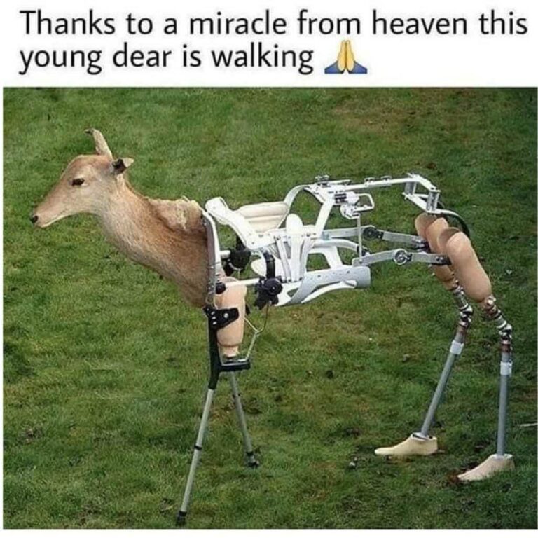 24 Deer Memes That'll Catch You Like Deer in the Headlights - Animals