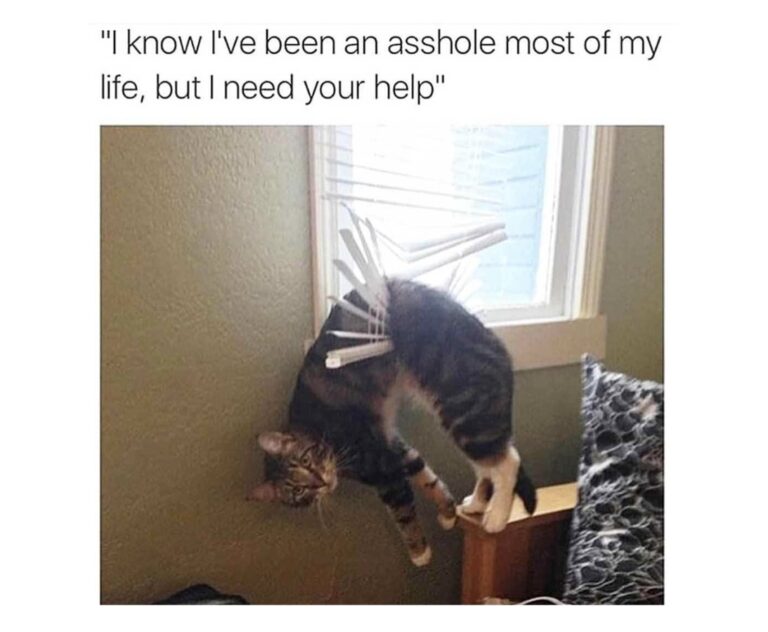 35 Funny Dog Memes That Will Surely Make You Smile Animals