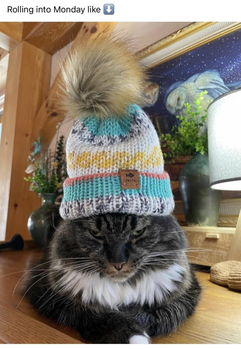 20 Hat Memes That'll Make You Want to Tip Your Cap and Chuckle - Funny