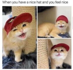 20 Hat Memes That'll Make You Want to Tip Your Cap and Chuckle - Funny